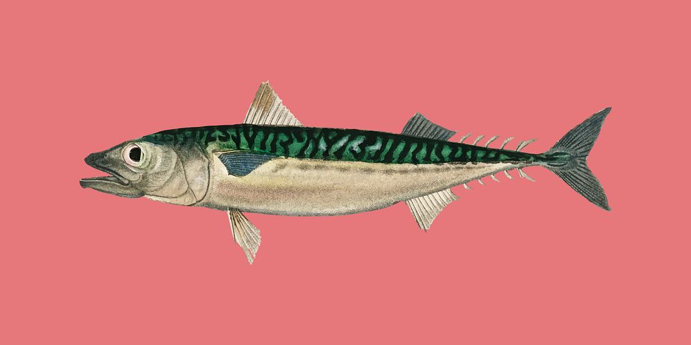 Chub mackerel (Scomber colias) illustrated | Premium Vector ...