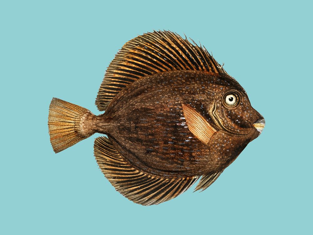 Spotted Tang (Acanthurus Gemmatus) illustrated | Premium Vector ...