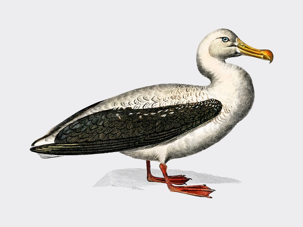 Albatross (Diomedeidae) illustrated Charles Dessalines | Premium Vector ...
