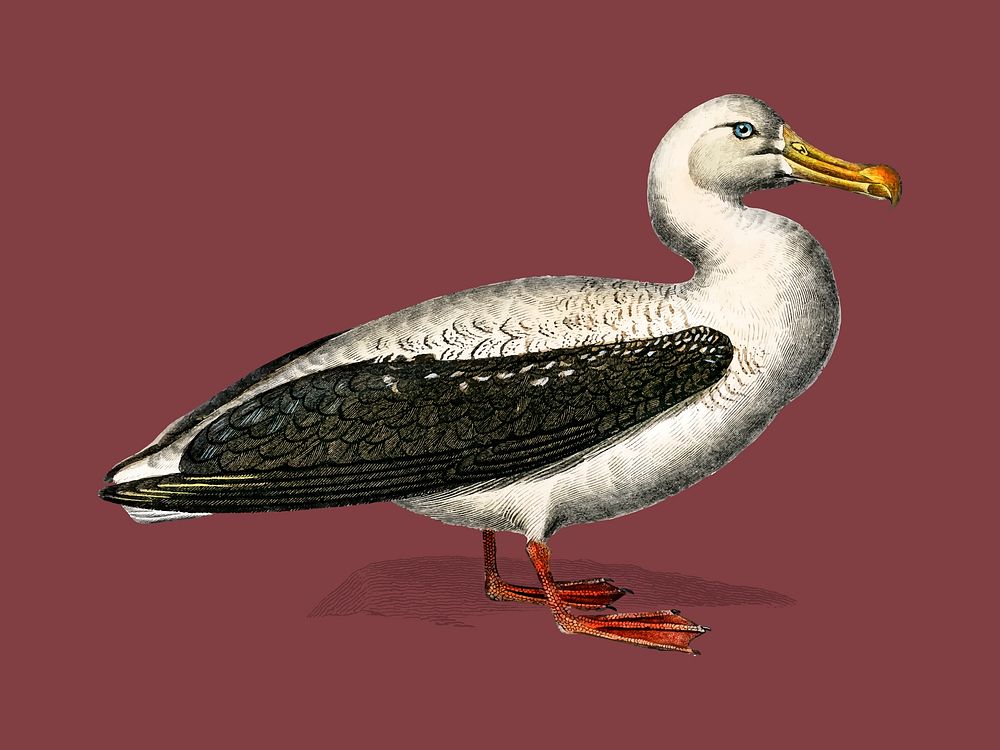 Albatross (Diomedeidae) illustrated by Charles | Premium Vector ...