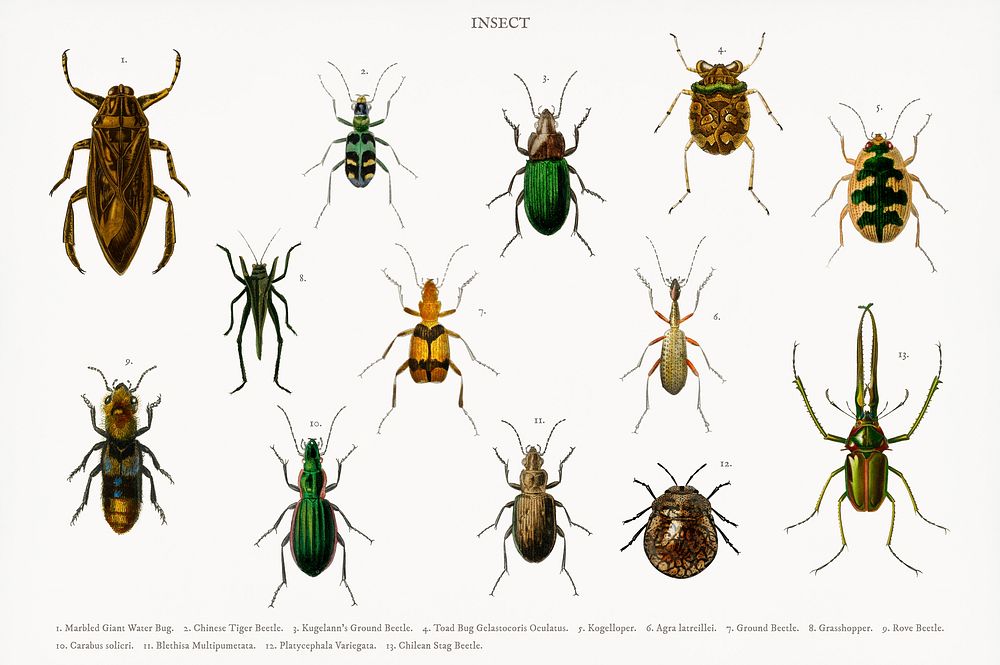 Different types of insects illustrated | Premium Photo - rawpixel