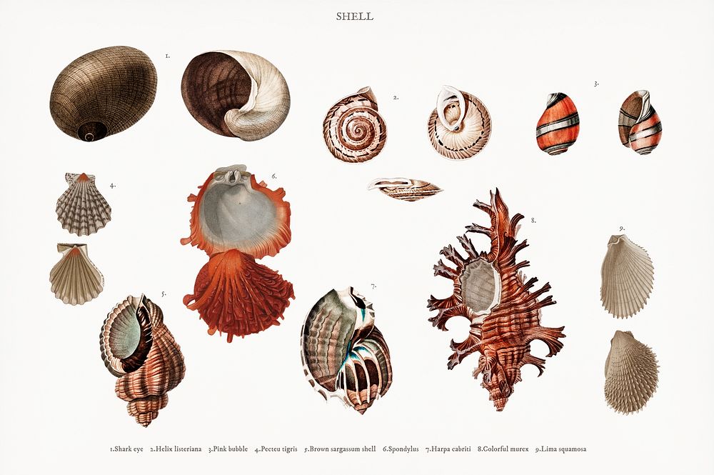 Different types of mollusks illustrated | Premium Photo - rawpixel