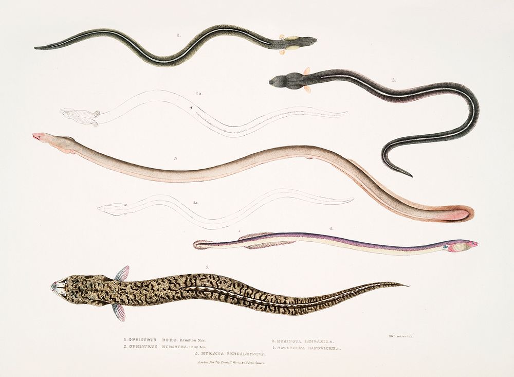 1. Bora Ophisurus (Ophisurus Boro); | Free Photo Illustration - rawpixel