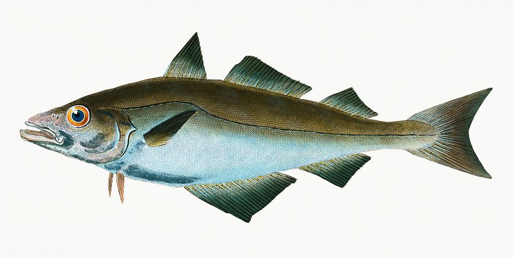 Pollack from The Natural History | Free Photo Illustration - rawpixel
