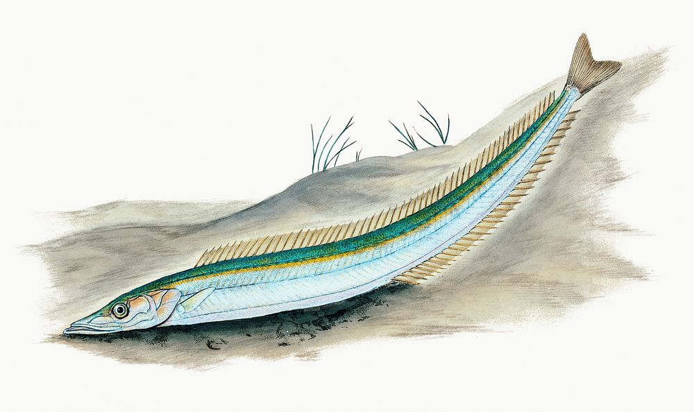 Vintage Illustration lesser sand eel. | Premium PSD - rawpixel