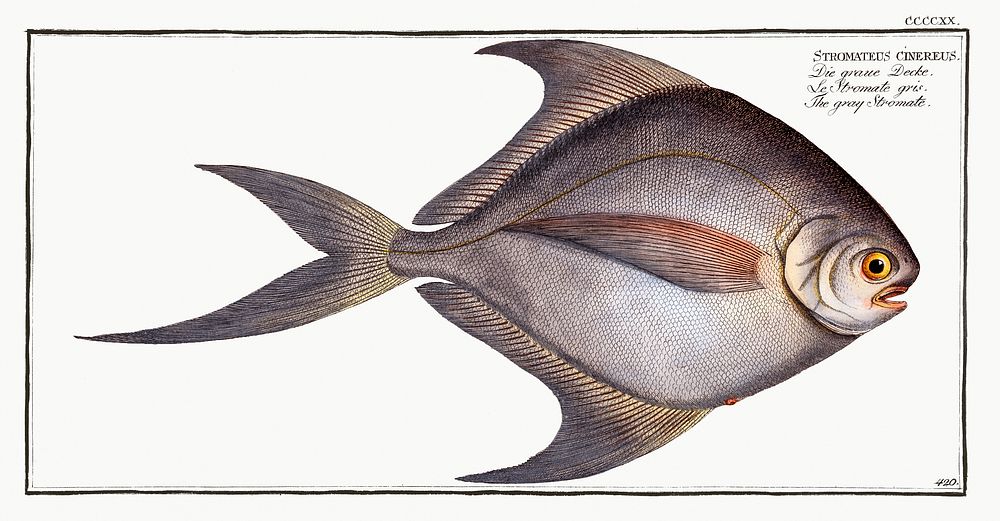 Gray Stromate (Stromateus cinereus) Ichtylogie, | Free Photo ...