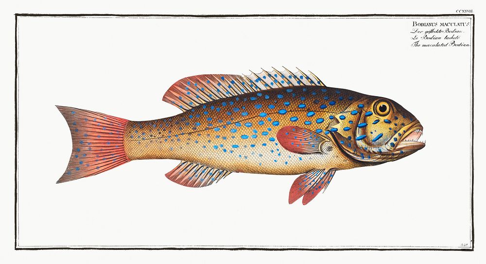 Maculated Bodian (Bodianus maculatus) Ichtylogie, | Free Photo ...