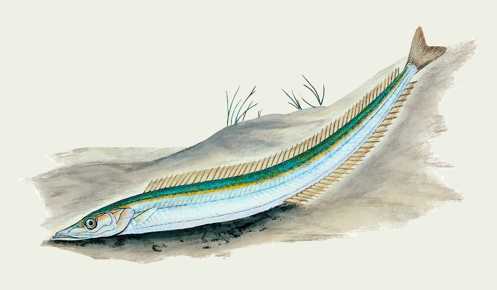 Launce Images | Free Photos, PNG Stickers, Wallpapers & Backgrounds ...