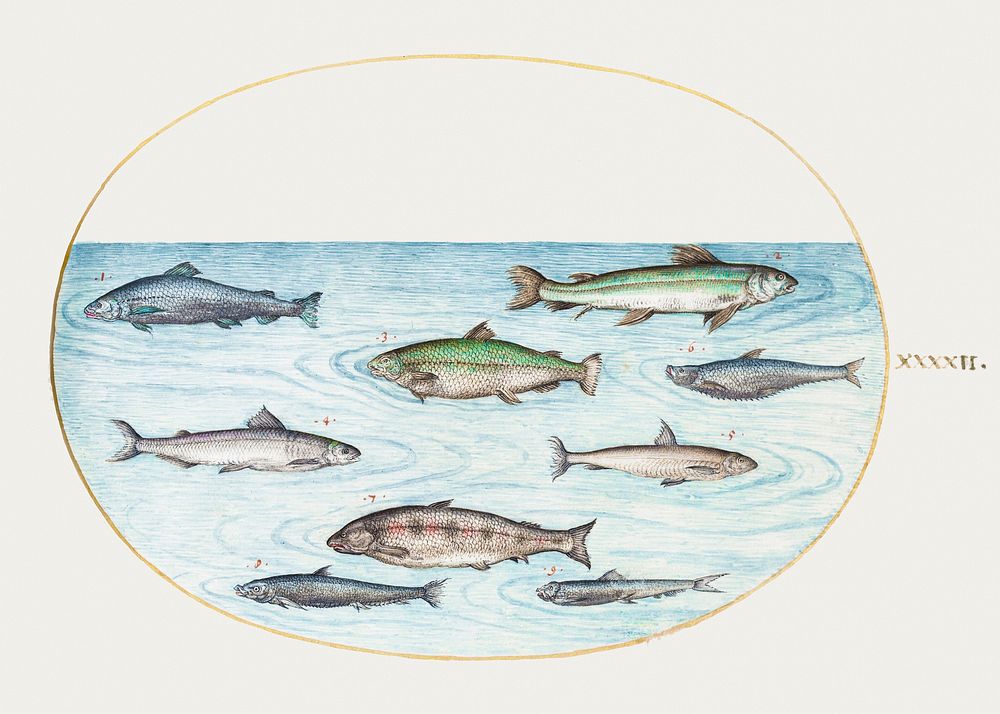 Nine Fish (1575–1580) painting high | Free Photo Illustration - rawpixel