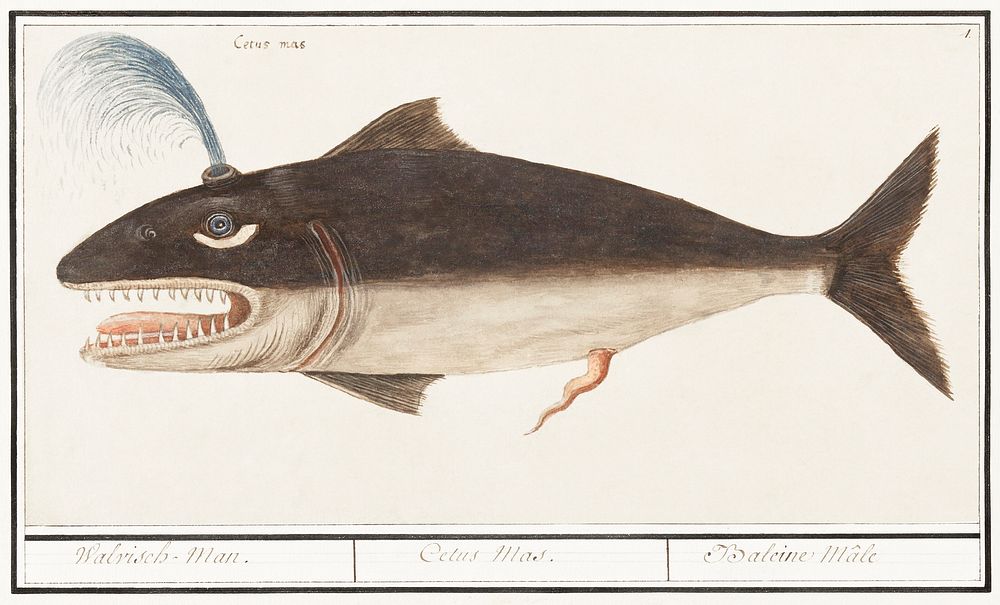 Whale, Cetus (1596–1610) Anselmus Boëtius | Free Photo Illustration ...