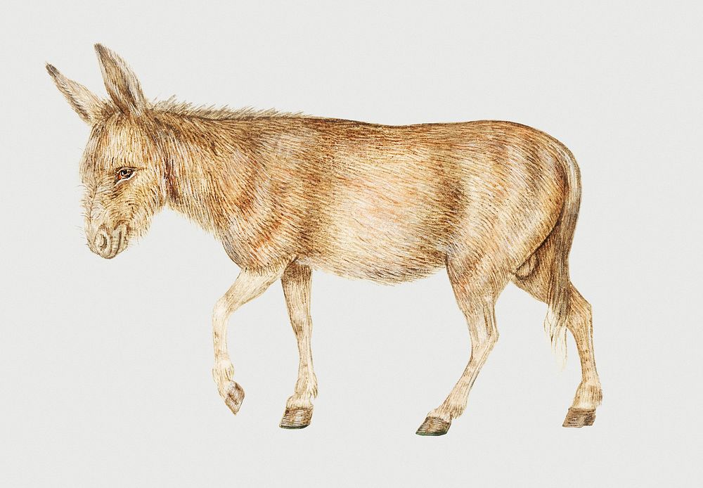 Vintage donkey illustration | Premium PSD - rawpixel