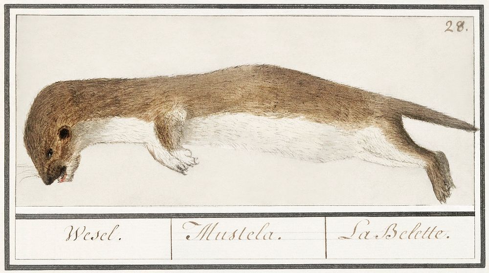 (1596–1610) Anselmus Boëtius de Boodt. | Free Photo Illustration - rawpixel