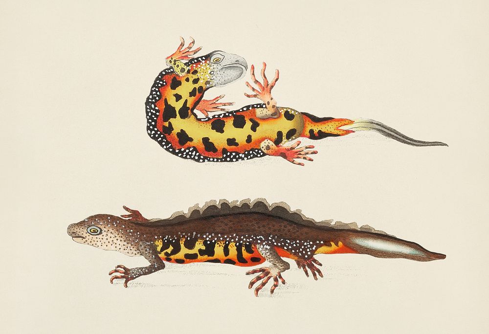 Vintage illustration Warted newt, Warty | Premium PSD - rawpixel