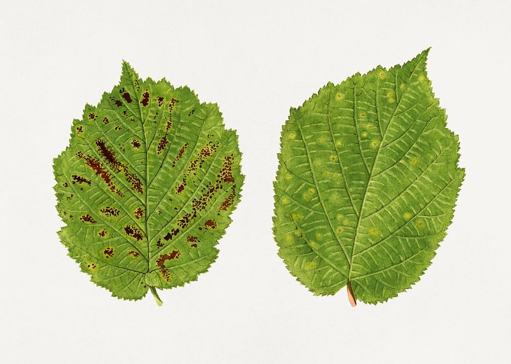 Shull Images | Free Photos, PNG Stickers, Wallpapers & Backgrounds ...