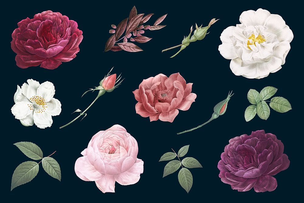 Beautiful hand drawn various roses | Premium PSD - rawpixel