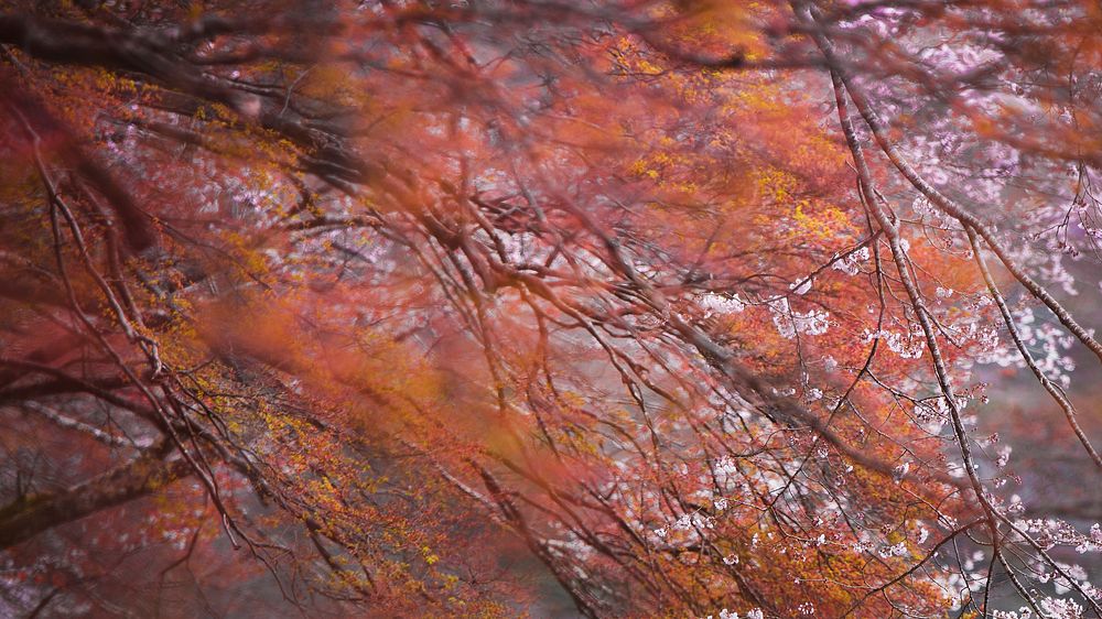 Beautiful+cherry+blossom+wallpaper Tree Images | Free Photos, PNG ...