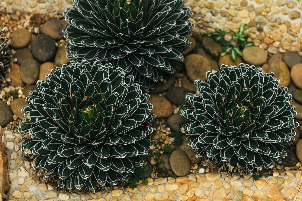Agave victoriae-reginae in a botanical | Free Photo - rawpixel