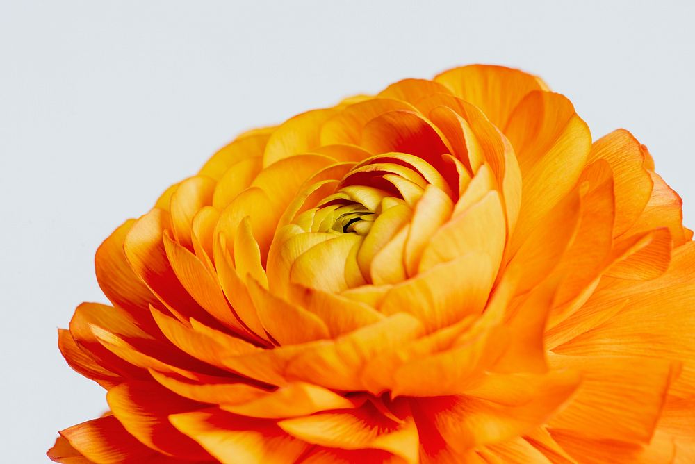 Blooming orange ranunculus flower macro | Premium Photo - rawpixel