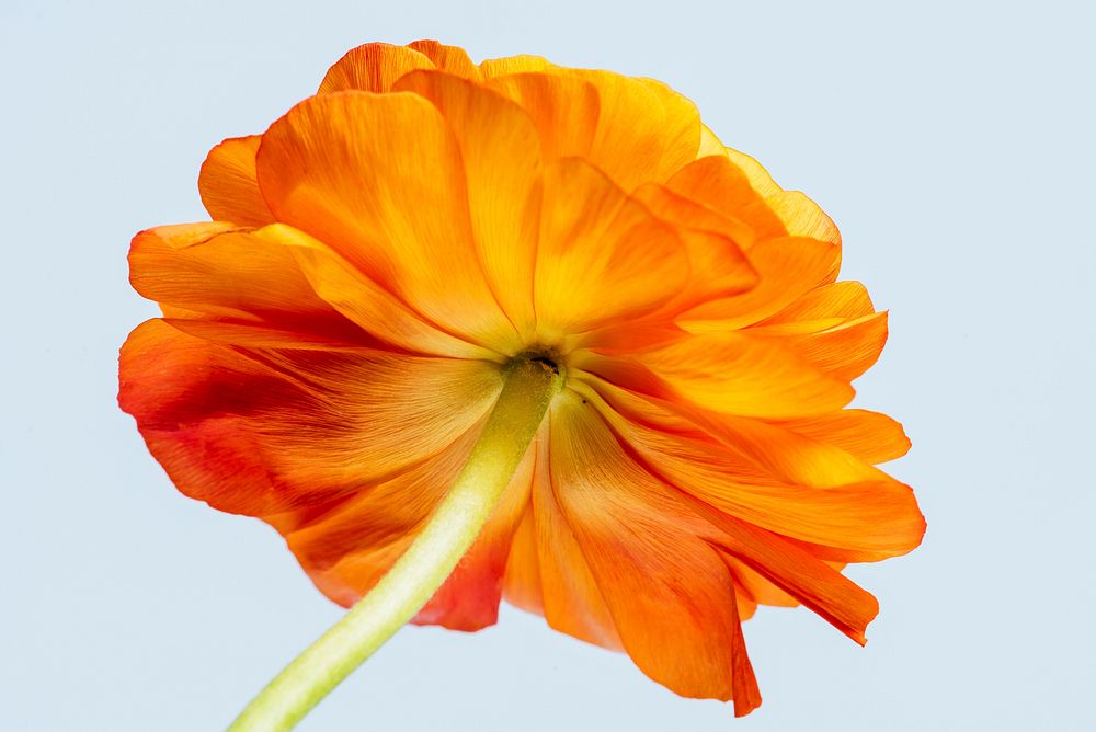 Blooming orange ranunculus flower | Premium Photo - rawpixel