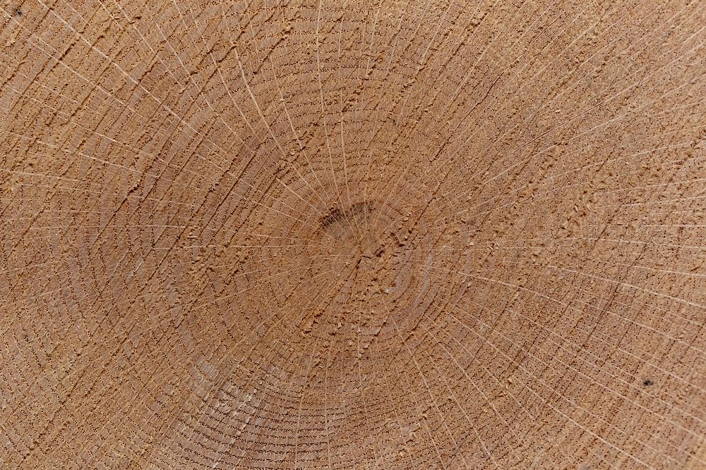 Tree Ring Background | Free Photo - rawpixel