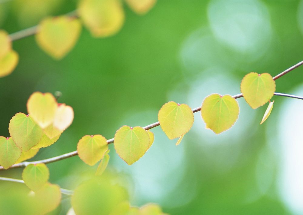 Summer Or Spring Nature Concept | Free Photo - rawpixel