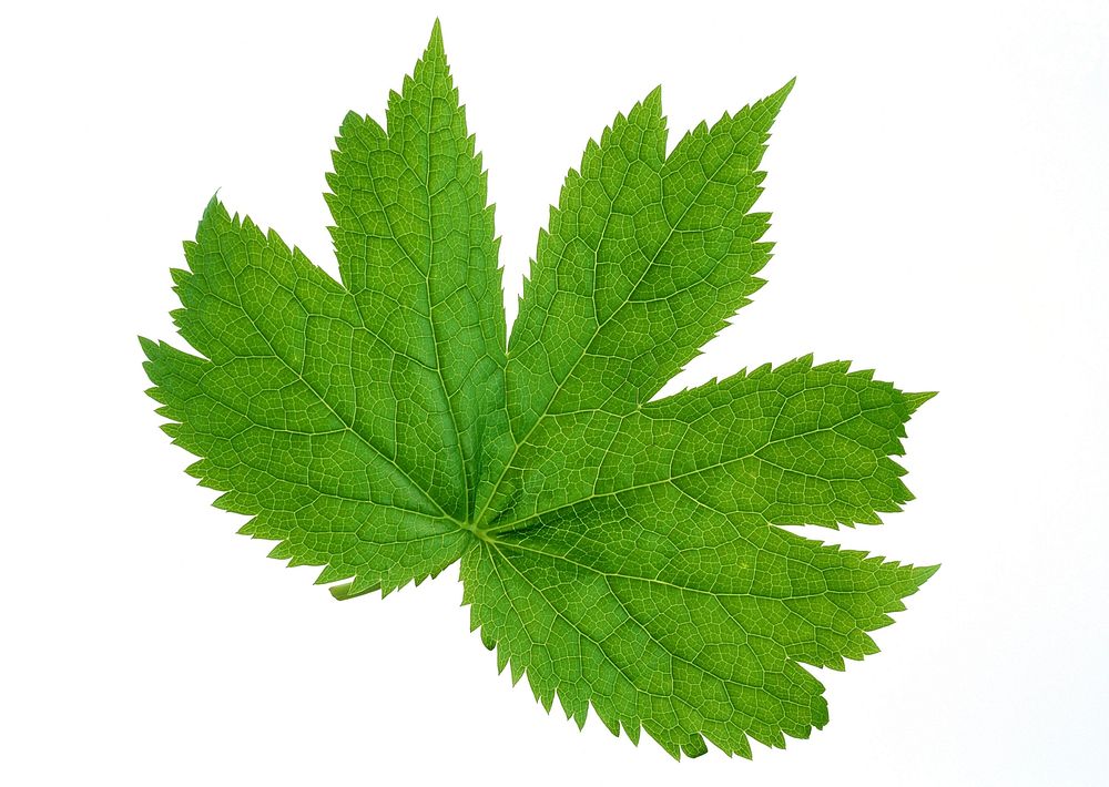 Brightly Green Maple Leaf Isolated | Free Photo - rawpixel