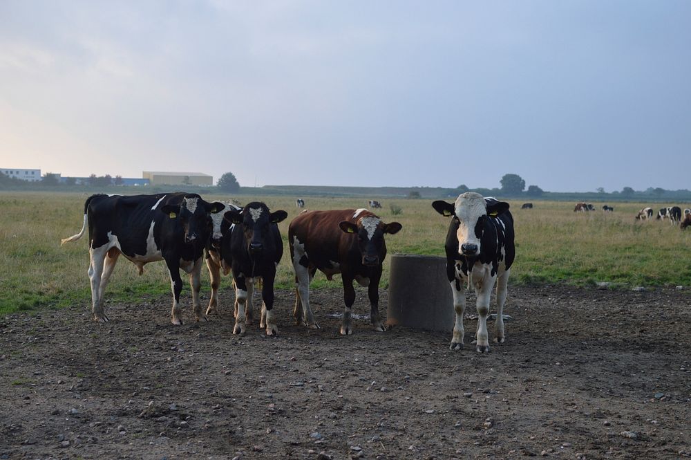 Kuh Images | Free Photos, PNG Stickers, Wallpapers & Backgrounds - rawpixel