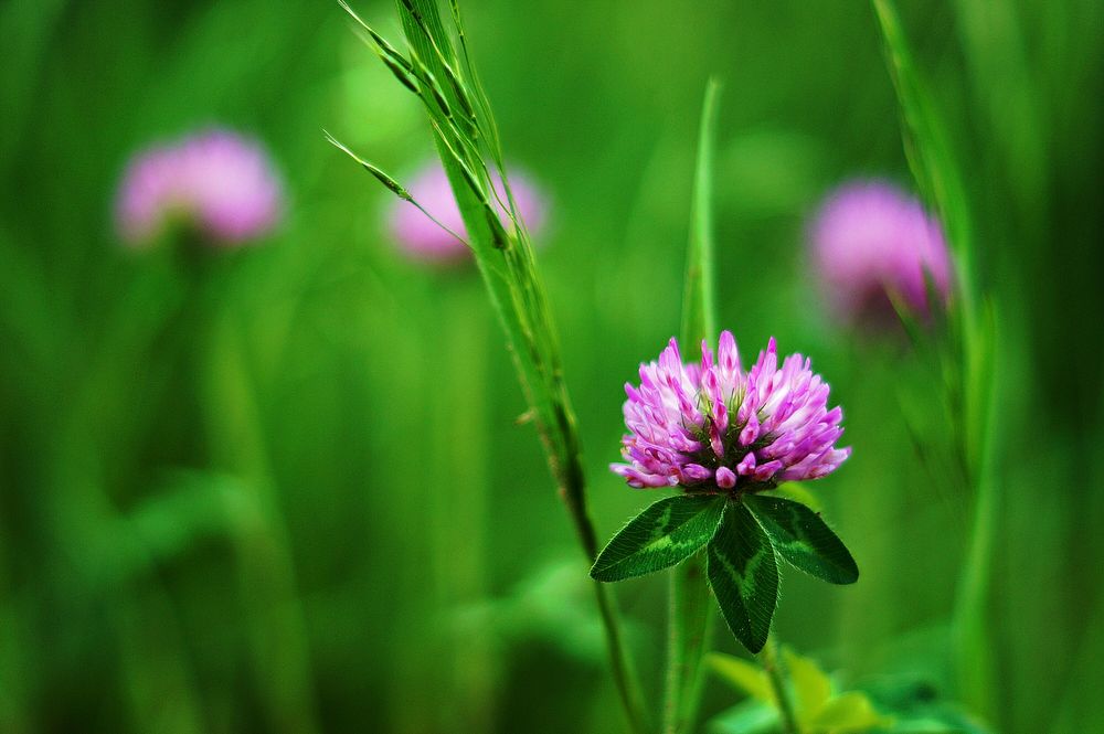 Clover Images | Free Photos, PNG Stickers, Wallpapers & Backgrounds ...