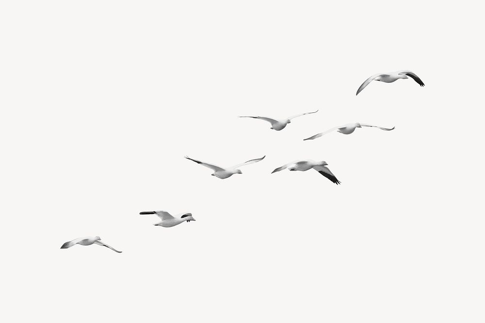 Flying birds border, migrating geese | Premium Vector - rawpixel