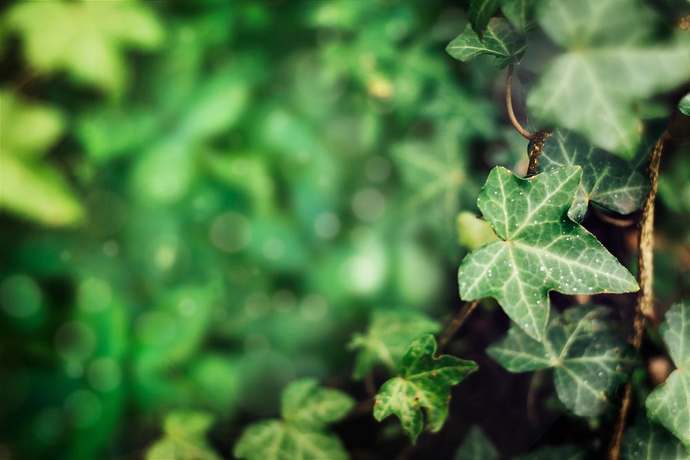 Green ivy branch garden | Premium Photo - rawpixel