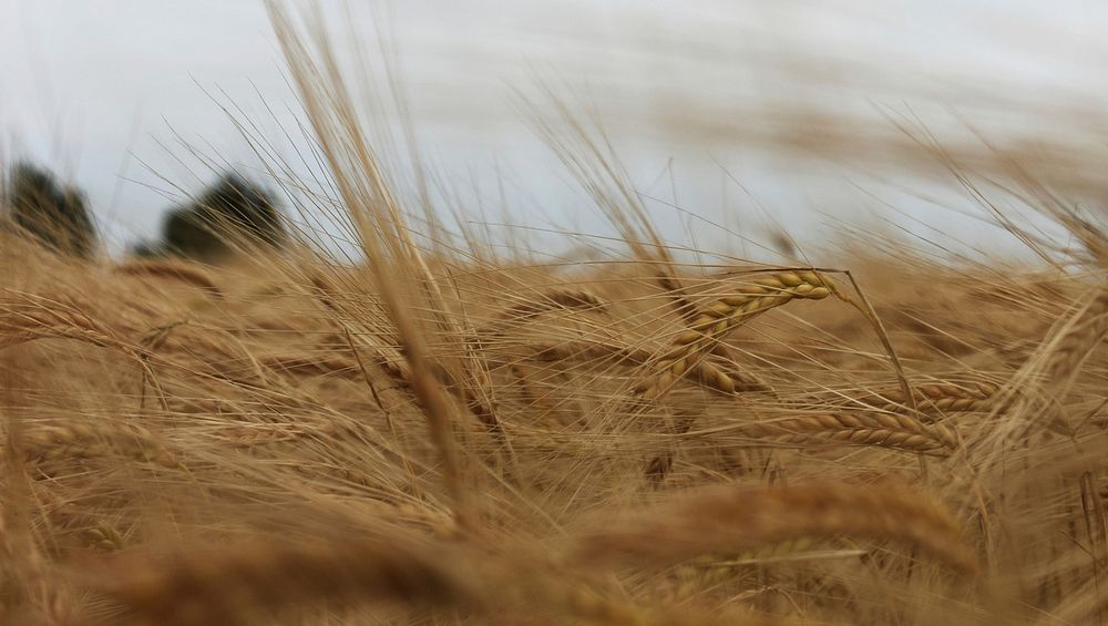 Original public domain image Wikimedia | Free Photo - rawpixel