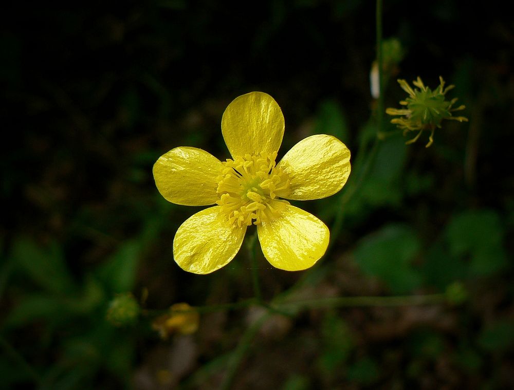 Original image from Wikimedia Commons | Free Photo - rawpixel