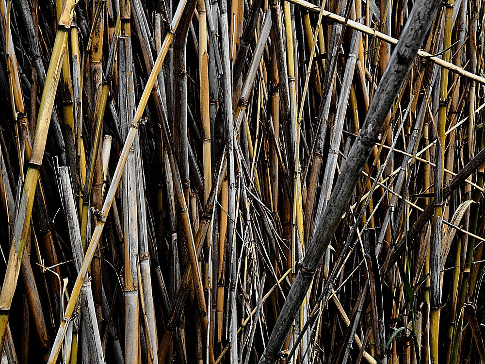 Nature. Original public domain image | Free Photo - rawpixel