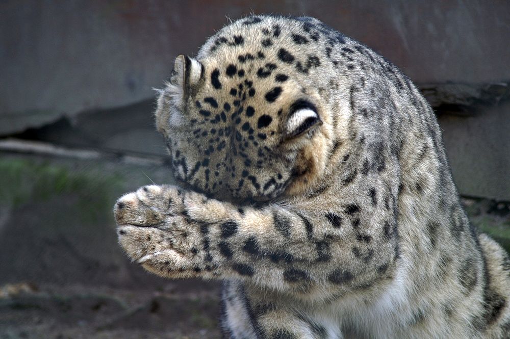 snow leopard, paw, misery. Original | Free Photo - rawpixel