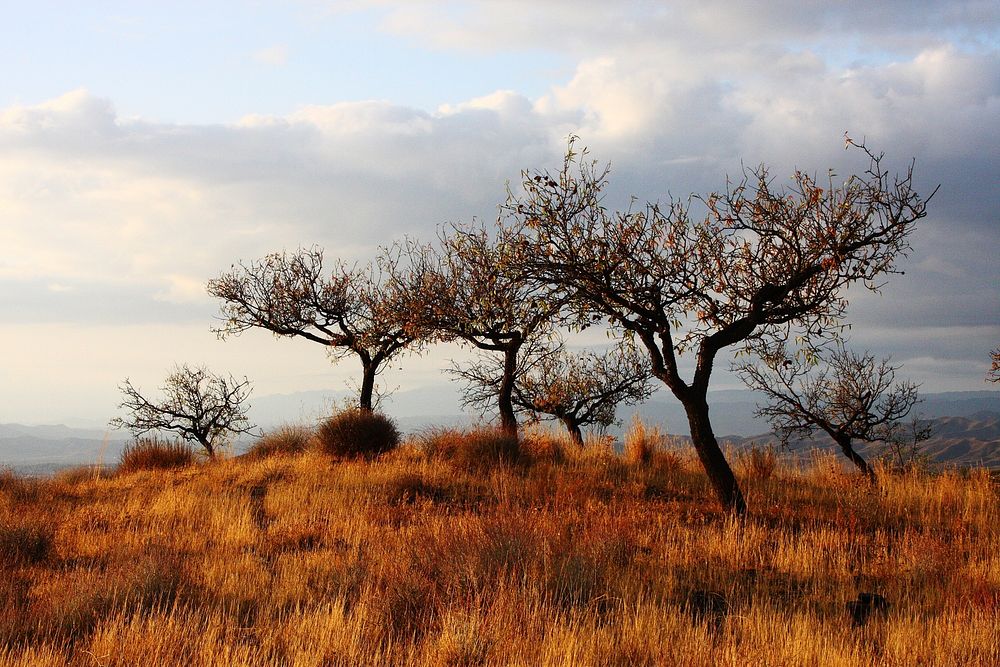 Short sparsely-leaved trees orange grass | Free Photo - rawpixel