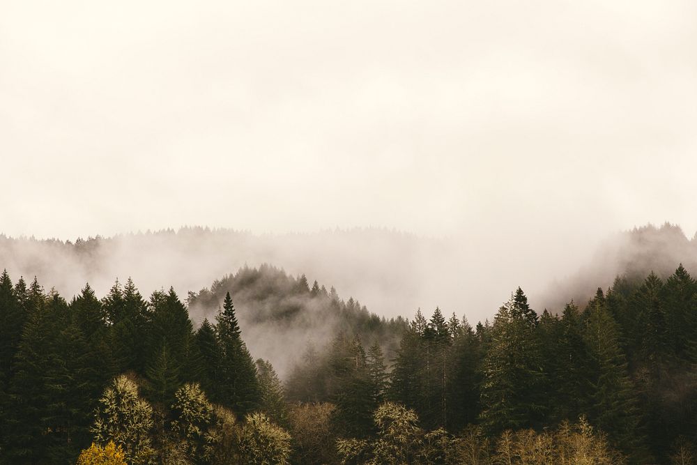 Mist dark green woods Roseburg | Free Photo - rawpixel