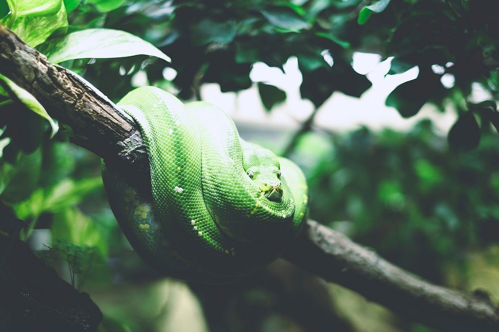 Green snake tree branch. Original | Free Photo - rawpixel