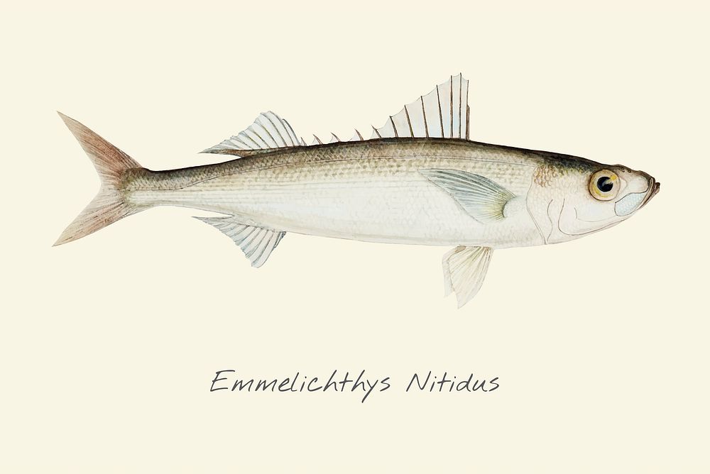 Emmelichthys Nitidus illustration | Premium Vector Illustration - rawpixel