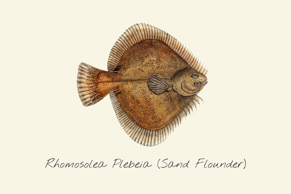 Sand flounder illustration | Premium Vector Illustration - rawpixel