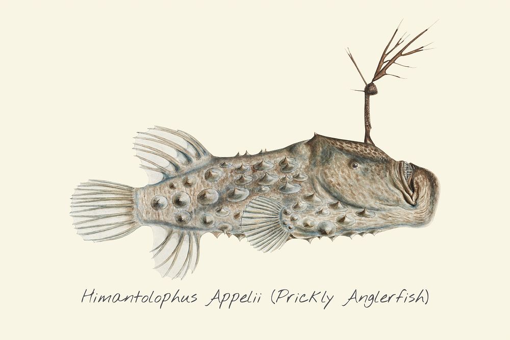 Drawing of a Prickly Anglerfish | Premium Vector Illustration - rawpixel
