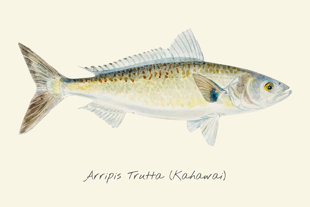 Drawing of a Kahawa fish | Premium Vector Illustration - rawpixel