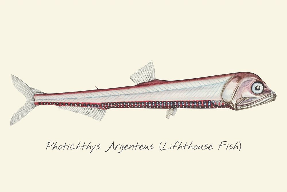 Drawing of a fish | Premium Vector Illustration - rawpixel