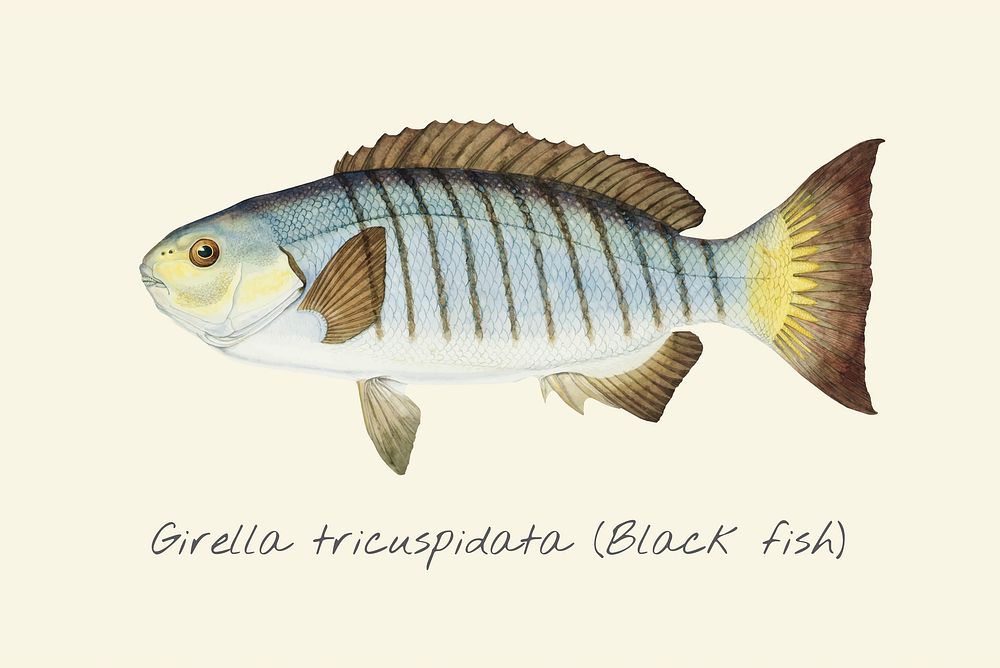 Black Fish drawing | Free Vector Illustration - rawpixel