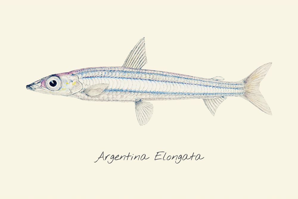 Argentina Elongata illustration | Premium Vector Illustration - rawpixel