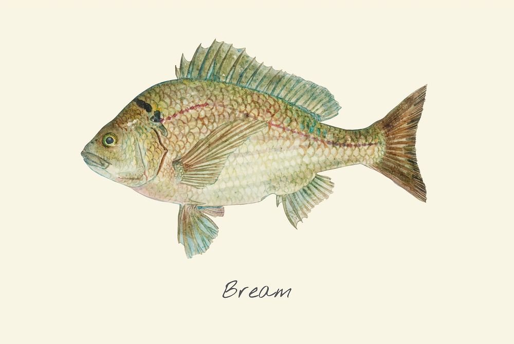 Drawing of a Bream | Premium Vector Illustration - rawpixel