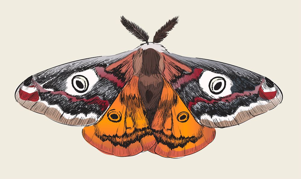 Butterfly detailed drawing | Premium Vector Illustration - rawpixel