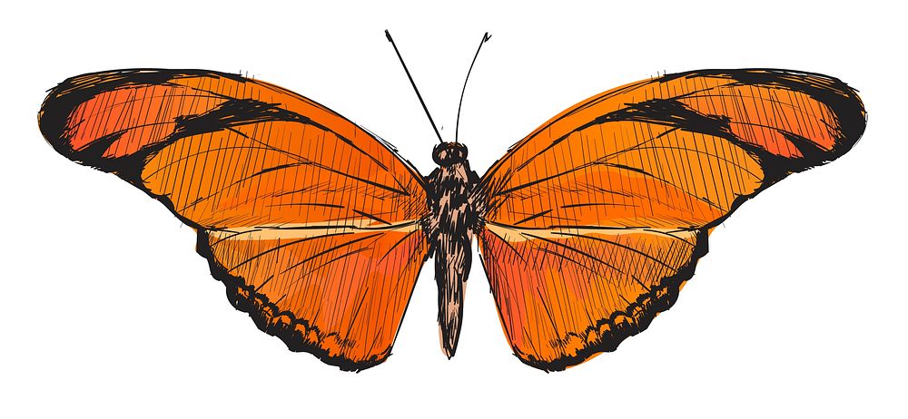 Illustration drawing style of butterfly | Premium Vector Illustration ...