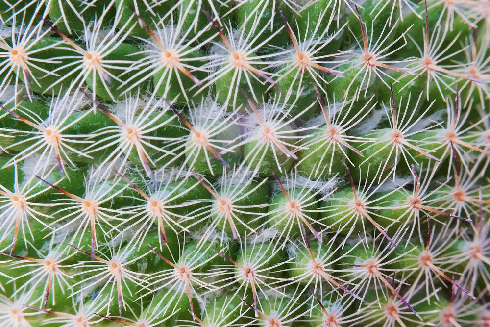 Closeup of cactus plant wallpaper | Premium Vector - rawpixel