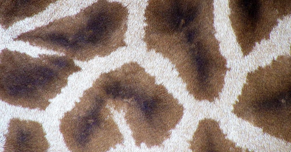 Giraffe pattern, close animal texture | Free Photo - rawpixel