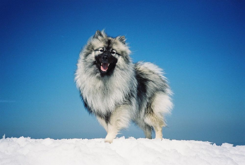 Free keeshond dog snow image, | Free Photo - rawpixel